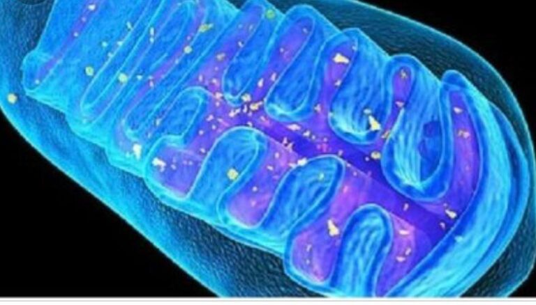 Trapianto mitocondriale: tecnica per riparare gli organi
